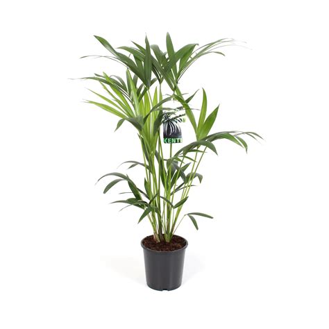 Easy Care Elegance Kentia Palm Leaf Culture