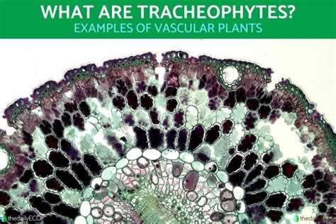 What Are Tracheophytes Plants With Examples Of Vascular Plants