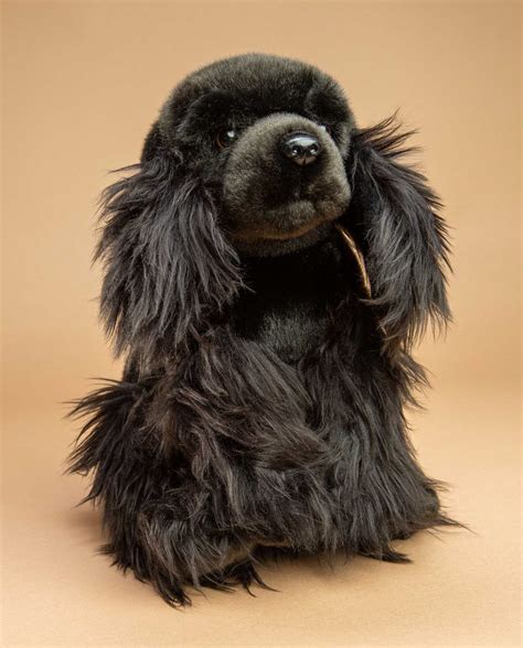 Black Cocker Spaniel