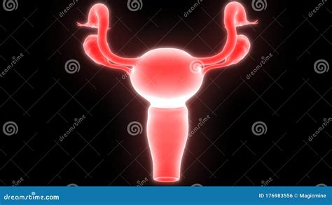 Female Internal Organs Reproductive System Anatomy Stock Illustration