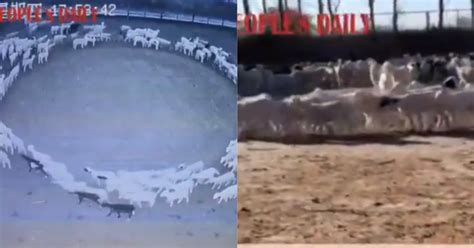 Hundreds Of Sheep Walk In Circle Nonstop In China For 12 Days Video