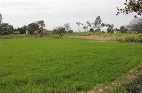 Agricultural Land 15 Bigha For Sale In Laksar Haridwar Rei1185177