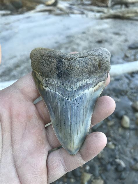 beautiful calvert cliffs megalodon tooth r fossilhunting