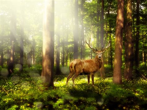 Deer Fantasy Forest Hd Artist 4k Wallpapers Images 46 Off