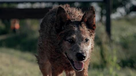There S Meat To Go The Pet Sematary Prequel Is R Rated Game News