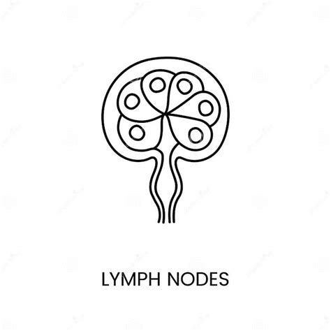 Human Lymph Node Are An Anatomical Icon Line In A Vector An