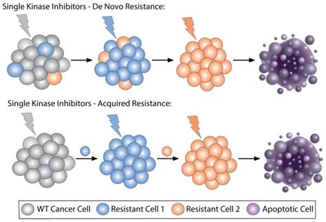 Targeted Therapies In Cancer To Be Or Not To Be Selective Pmc