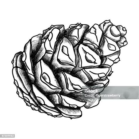 손 그리기 소나무 콘입니다 Pinecone 그리기입니다 인사말 카드 또는 명절 배경 장식 새겨진된 스타일 스프루 스에서에서 매우