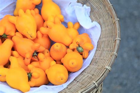 Nipple Fruit Or Fancy Eggplant Or Solanum Mammosum Plants Have Many