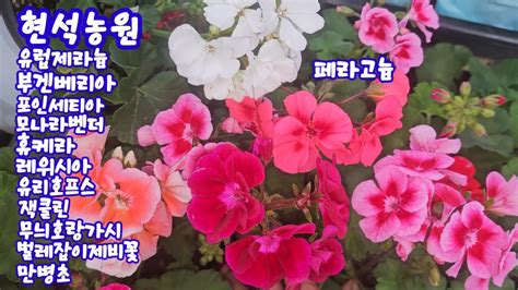 현석농원 유럽제라부겐베리아포인세티아모나라벤더휴케라레위시아유리호프스무늬호랑가시불노초쑥부쟁이독일국화잭클린벌레잡이반다동백만병초 Youtube