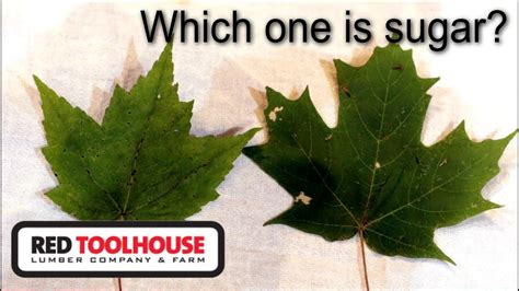 Sugar Maple Leaf Vs Red Maple Leaf