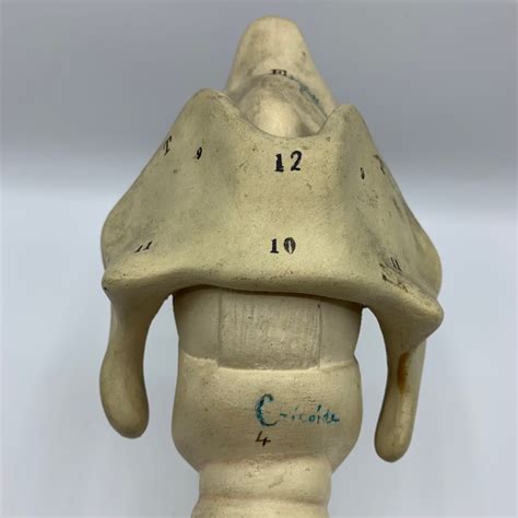 Antique Italian Anatomical Model Of The Larynx By Paravia” Fleaglass