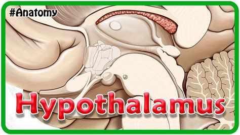 Anatomy Of Hypothalamus Animation 🧠 Afferent And Efferent Pathways Hypothalamic Nuclei