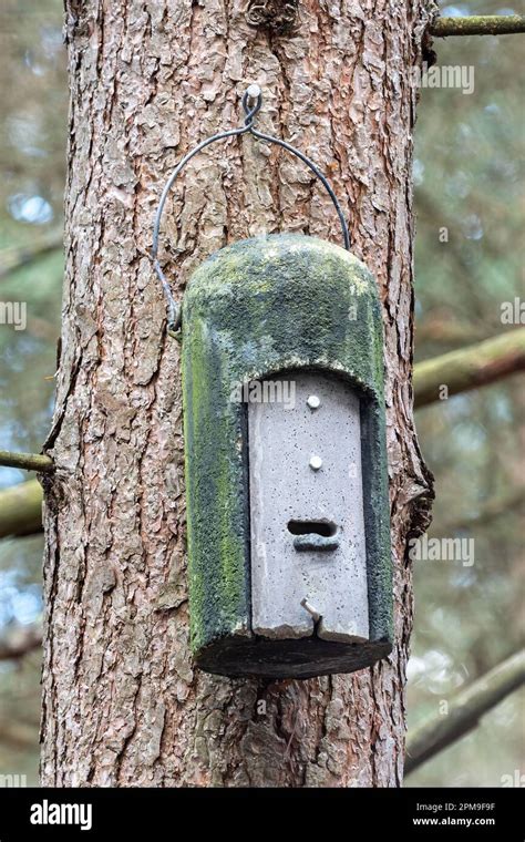 Bat Roosting Box On A Pine Tree Rounded Box For Roosting Bats In A