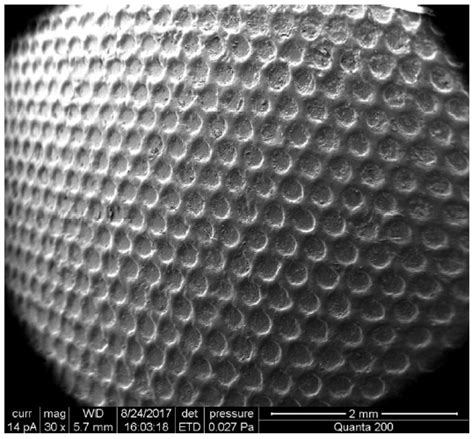 Polymers Free Full Text Influence Of Surface Texturing On The Dry Tribological Properties Of