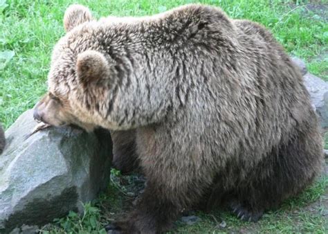フリー写真画像 ヒグマは食べる魚します