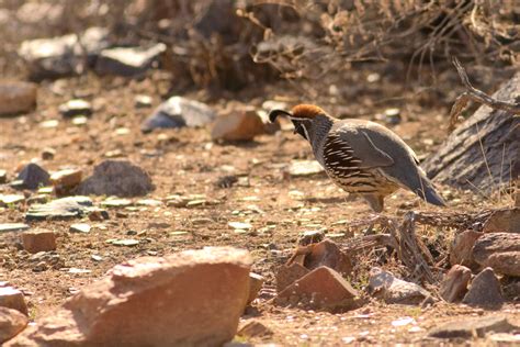 Bird Nerds Phoenix Arizona