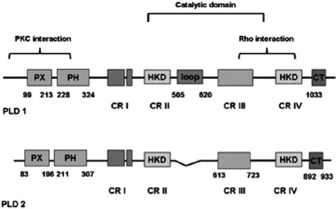 Schematic Representation Of Mammalian Pld Enzymes Cr I Ii Iii And Iv