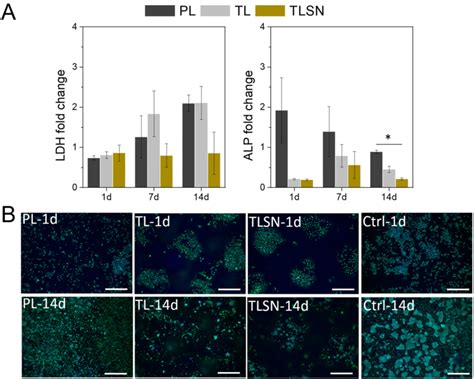 Cell Adhesion Proliferation And Differentiation Of Saos 2 Cells