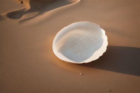 Premium Ai Image An Empty Clam Shell Catching The Last Rays Of Sunset