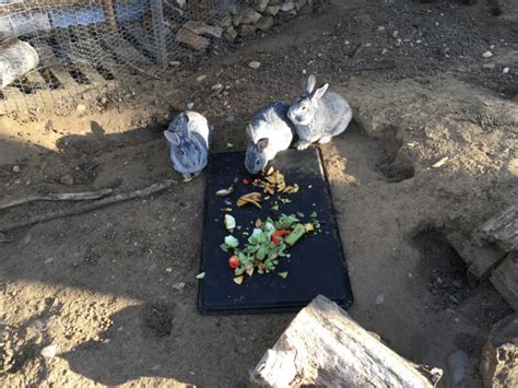 How To Colony Raise Rabbits For Meat Outdoorhub