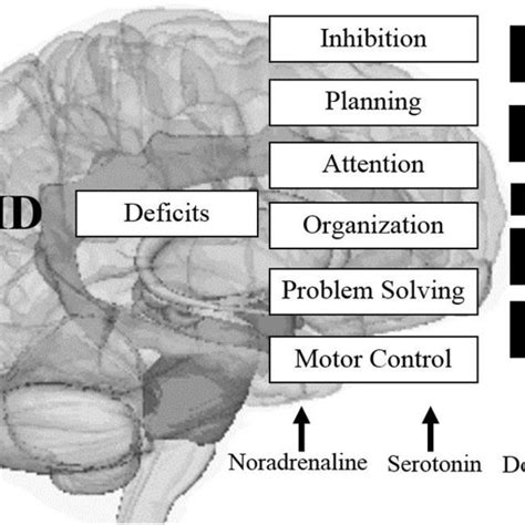Schematic Representation Of Brain Areas Associated With The Pfc And Download Scientific Diagram