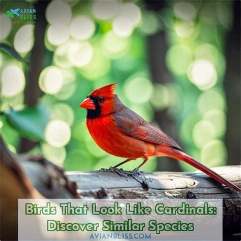 Birds That Look Like Cardinals Discover Similar Species