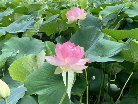 この週末、雨でお山はパス。ずっと家にいて ぱぱくまさんのモーメント Yamap ヤマップ