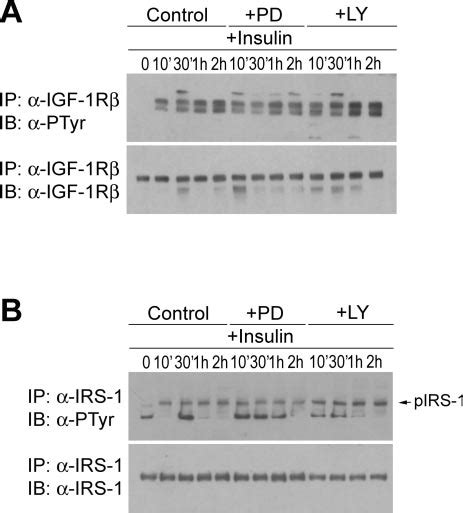 Effects Of Inhibitors On Igf 1 Receptor Activation For Analysis Of