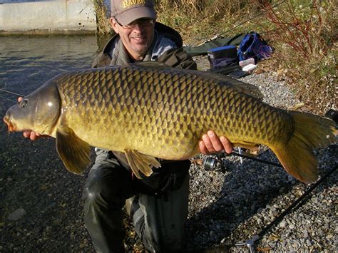 Multiple Lines Proposed For Carp Anglers Ontario Out Of Doors