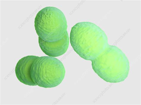 Enterococcus Bacteria Illustration Stock Image F0268937 Science