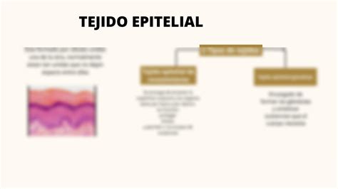 SOLUTION Tejidos Del Cuerpo Humano Pdf Studypool