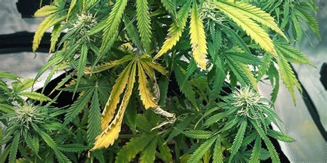 How To Fix Potassium Deficiency In Weed Zamnesia