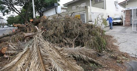 Chuva derruba árvores e causa transtornos em São Paulo Fotos UOL