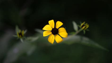 Wallpaper Rudbeckia Flower Yellow Petals Macro Blur Hd Picture Image