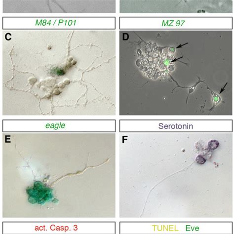 Differentiation Of Individually Cultured Neuroectodermal Progenitor