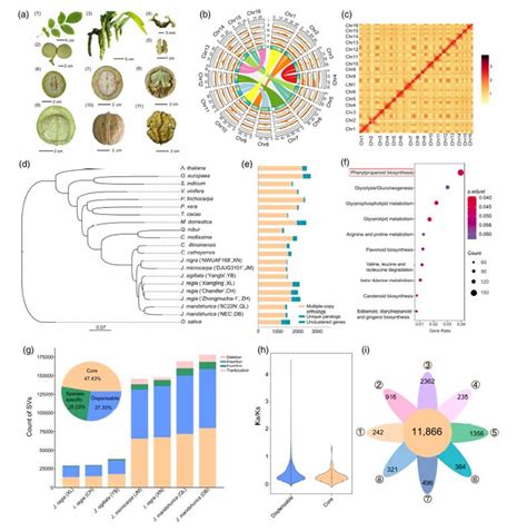 我院赵鹏教授团队多组学整合分析揭示了核桃果壳基因组变异和遗传网络调控机制 生命科学学院