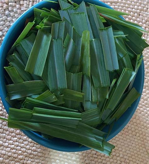 Jamaican Fever Grasslemon Grass Etsy