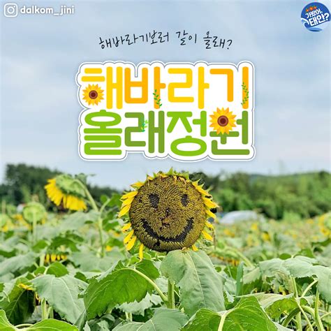 생활정보의모든것 신호등닷컴 충남태안 여행 해바라기 올래정원 여행 여행의모든것 신호등여행