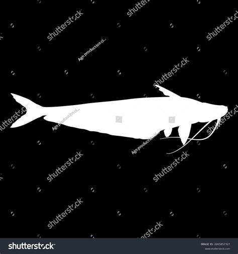 Sheat Fish Vector Illustration Silhouette Stock Vector Royalty Free
