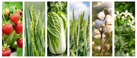 如何进行植物转录组分析？影响rna Seq水稻