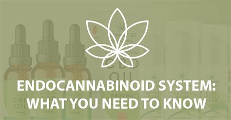 The Endocannabinoid System What You Need To Know Supremecbd