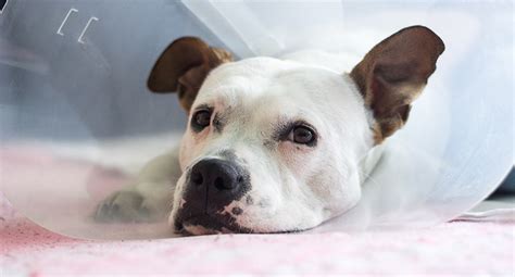 Perché Cani E Gatti Si Leccano Le Ferite
