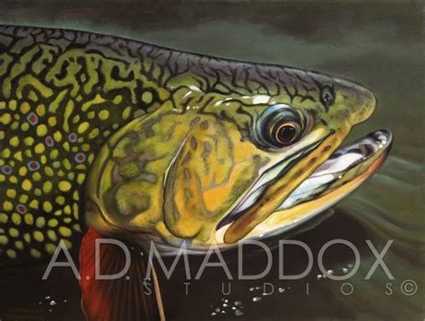 Brook Portrait In My Opinion The Most Beautiful Trout