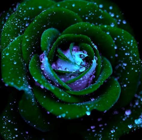 a GREEN rose for you :) - sapherequeen Photo (10816112) - Fanpop