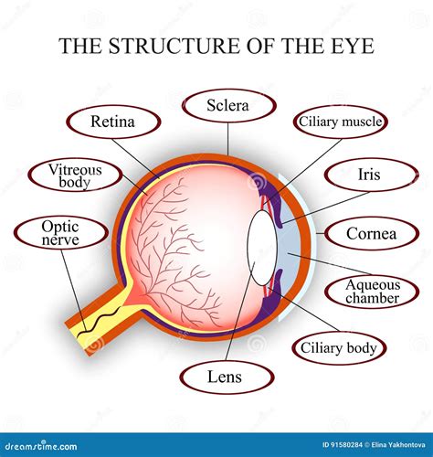 Regeling De Structuur Van Het Menselijke Oog Vector Illustratie Vector