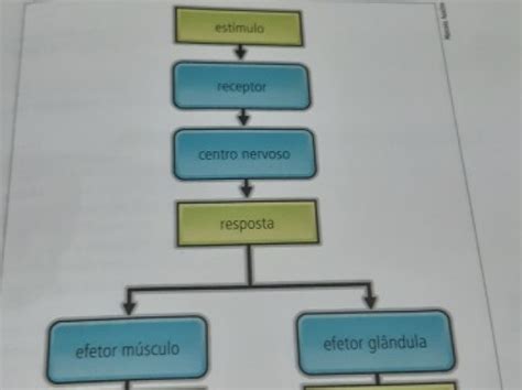 Sistema Nervoso Central Izabelly Luany Quizur