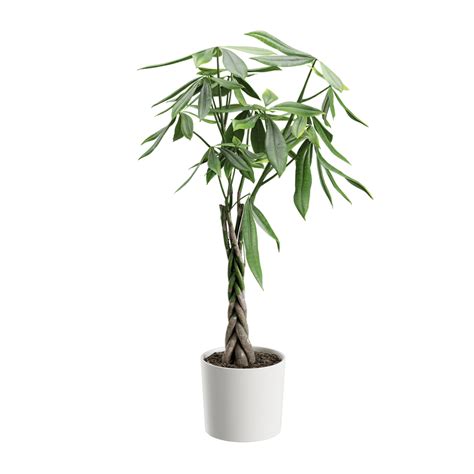 Money Tree Plant Model Poliigon