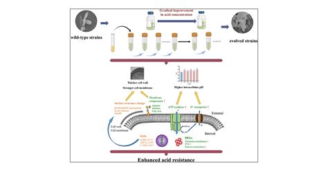 Unraveling The Genetic Adaptations In Cell Surface Composition And Transporters Of