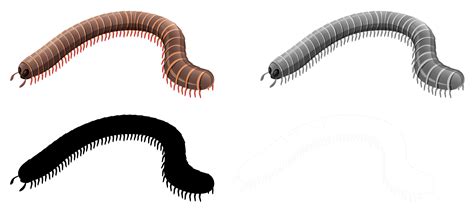 Set Of Millipede Character 591645 Vector Art At Vecteezy